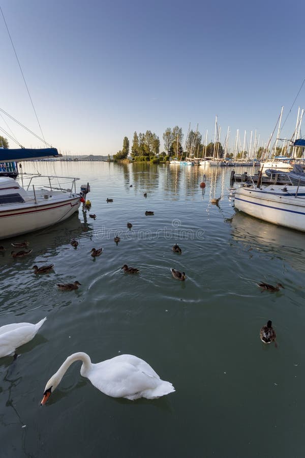 Birds in the Lake Balaton on a Summer Evening Stock Image - Image of ...