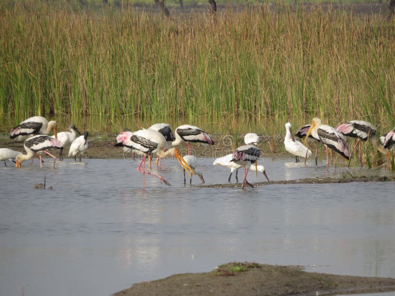 Birds on Lake stock photo. Image of nature, swamp, blue - 307878026