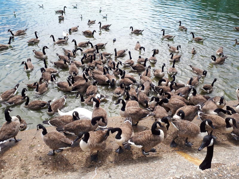Birds at a Lake stock photo. Image of geese, birds, lake - 95821420
