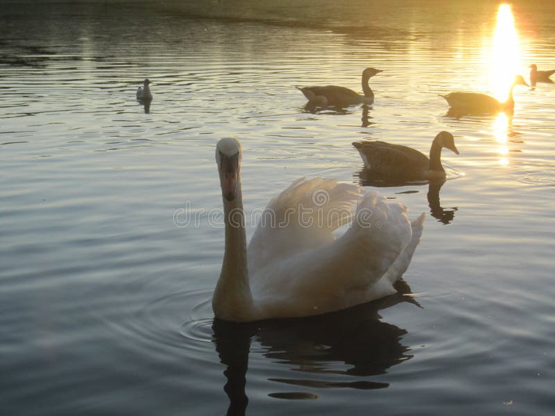 Swan at Sunset stock photo. Image of sunset, birds, water - 128383088