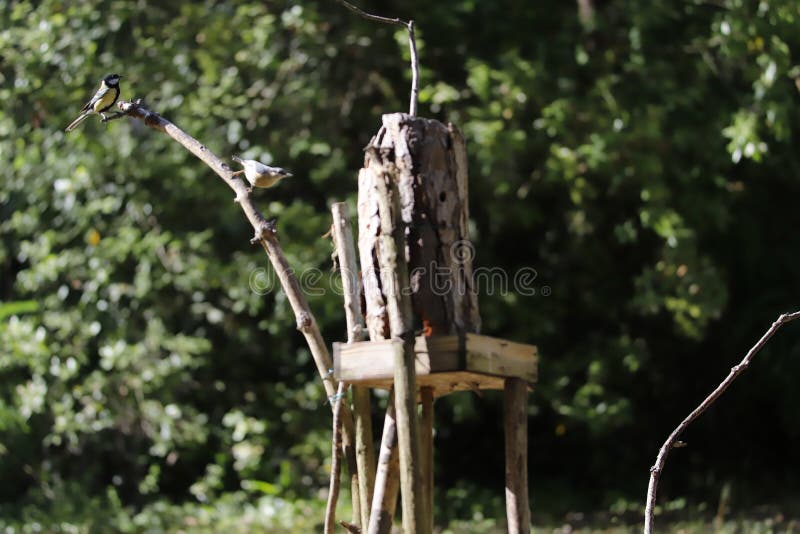 Birds that land and fly stock photo. Image of jungle - 259247526