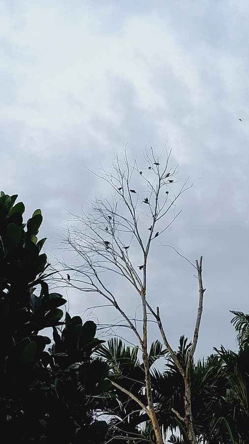 Birds Landed on Dead Tree stock photo. Image of birds - 270535278