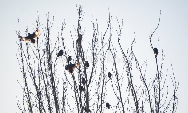 The Birds Landed on a Tree Branch Stock Photo - Image of flying ...