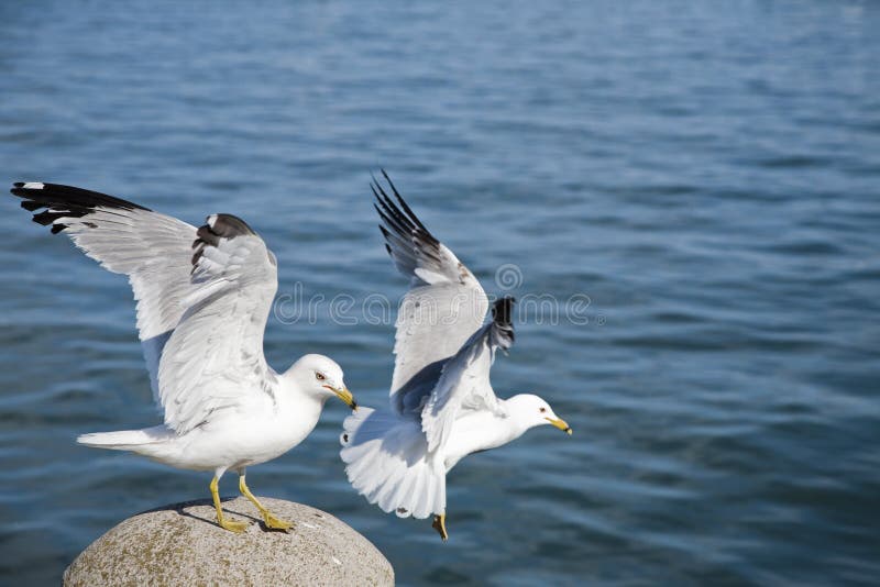 Birds Landing stock image. Image of black, water, wings - 10519899