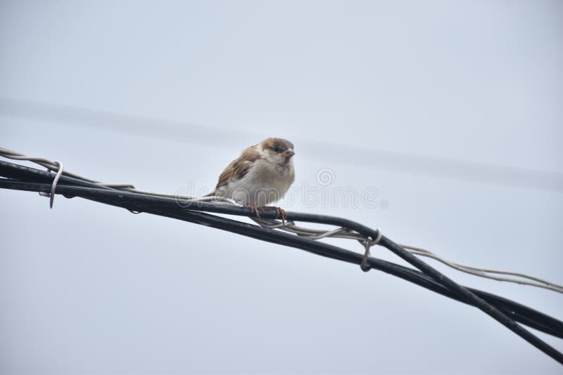 103 Rice Drawing Bird Stock Photos - Free & Royalty-Free Stock Photos ...
