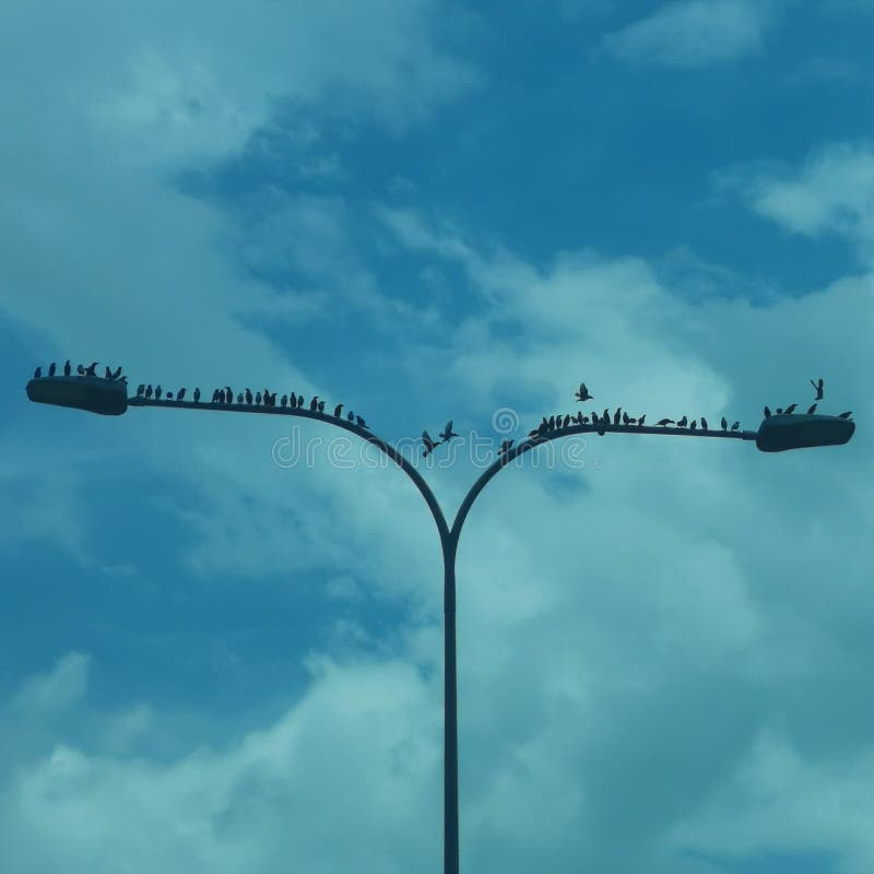 Birds on a light pole stock photo. Image of tower, lamppole - 259028538