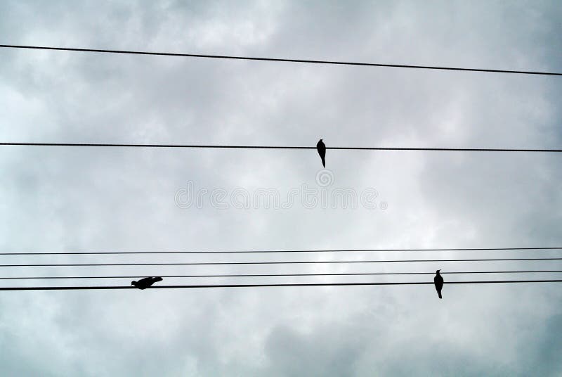 Birds on light wires stock photo. Image of design, composition - 100779914