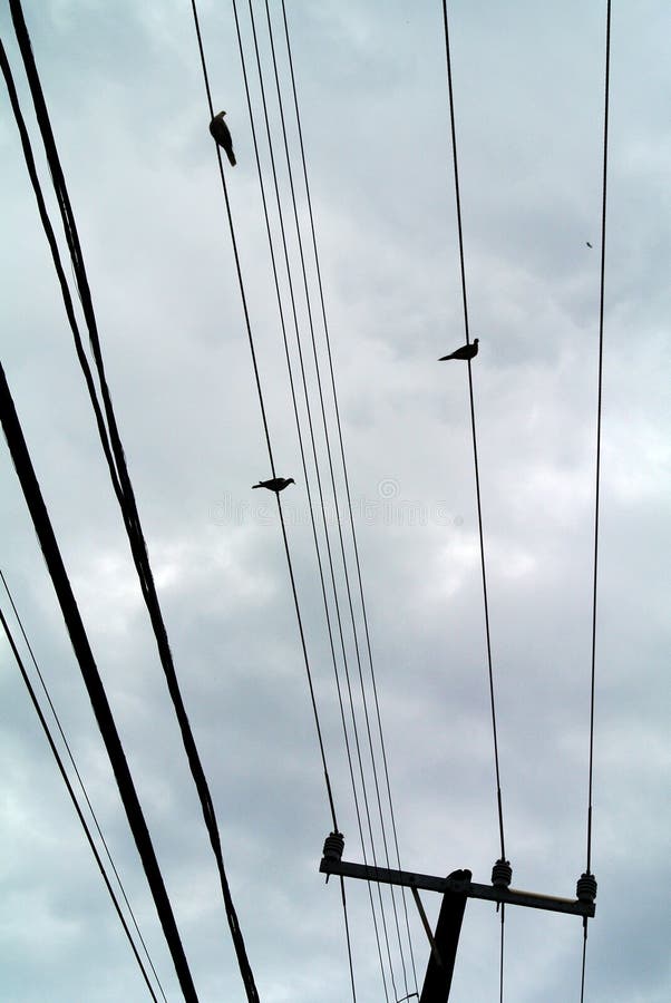 Birds on light wires stock image. Image of pole, flying - 100780063