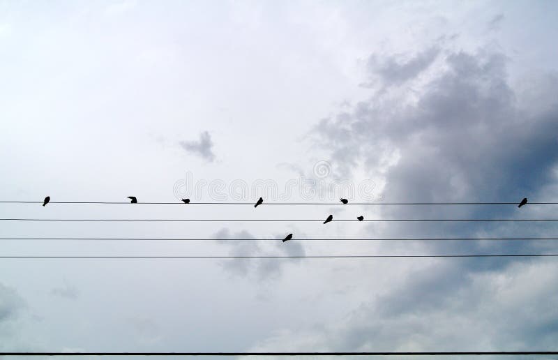 Birds on light wires stock image. Image of black, resting - 100780141