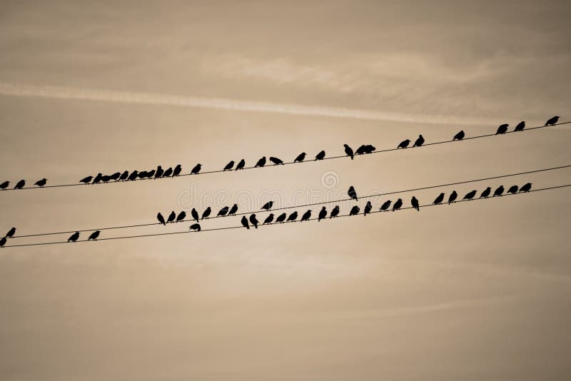 Birds in a line stock image. Image of sunset, species - 6834519