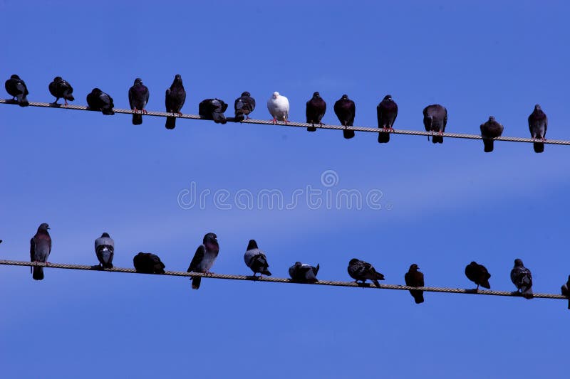 Birds on a line stock image. Image of flying, line, birds - 7546023