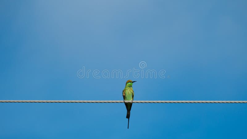 Bird on cable stock image. Image of rainbow, australian - 101066647