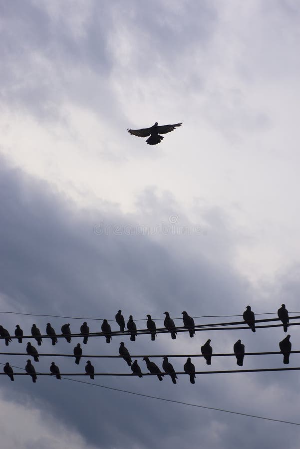 Birds that Live on Electricity Stock Image - Image of flock, grab ...