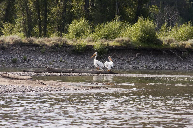 Birds on a Log stock image. Image of hiking, bird, wyoming - 13152427