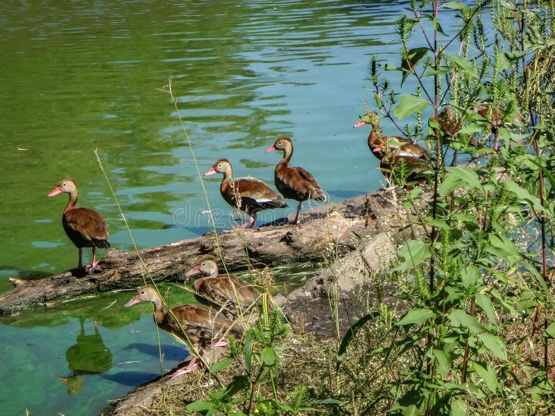 Birds on a log stock photo. Image of food, feathered - 77543576