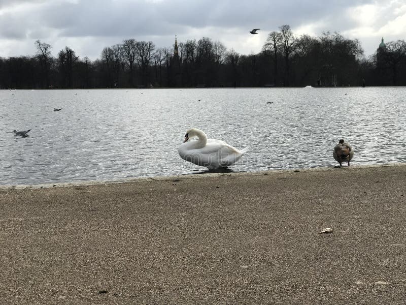 Birds of London Parks and Lakes Stock Image - Image of park, ducks ...