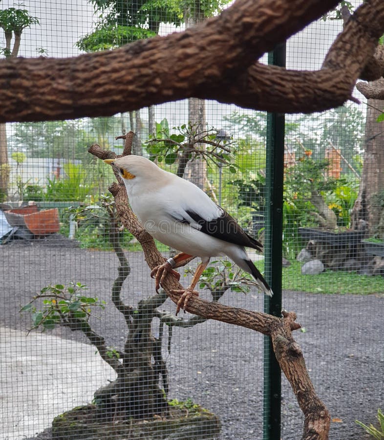 Birds are Looking for Delicious Food Stock Photo - Image of mammal ...
