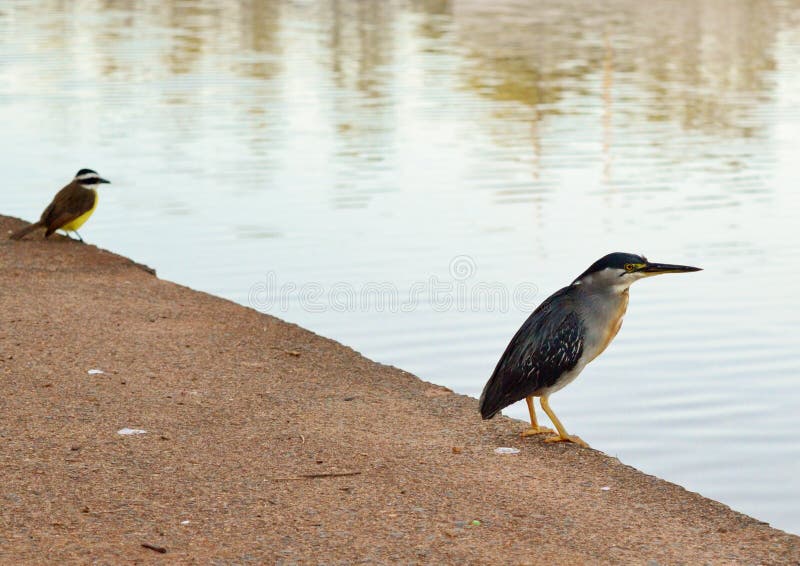 Birds Looking for Fish in a Lake Stock Image - Image of lake ...