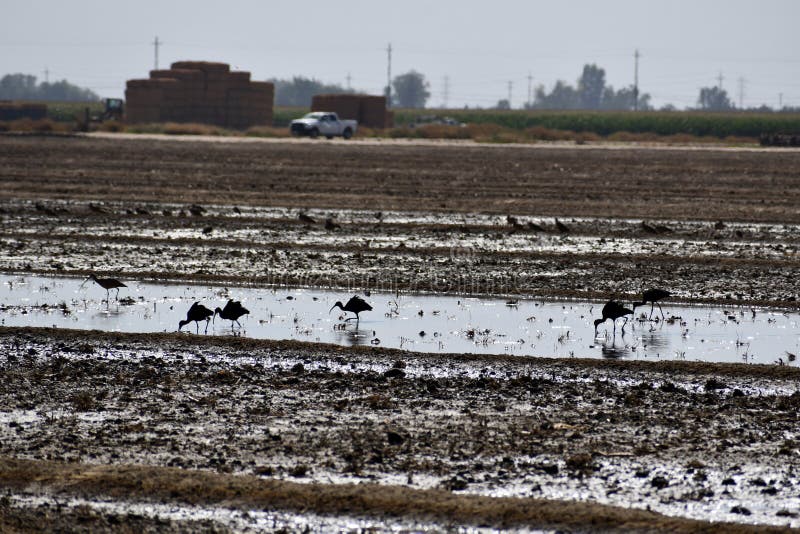 A Birds Looking through Mud for Bug Stock Photo - Image of vegetable ...