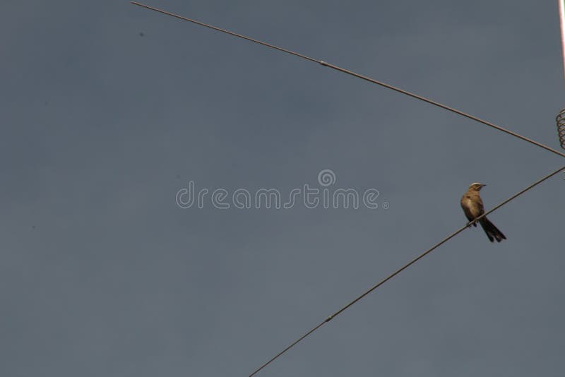 Birds looking to Left stock image. Image of flying, birds - 144423279