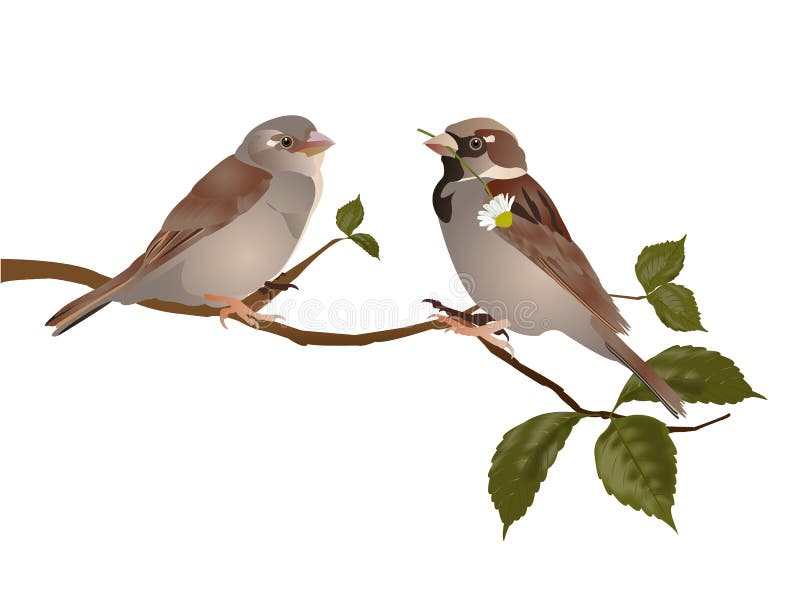Sparrows Love Stock Illustrations – 119 Sparrows Love Stock ...