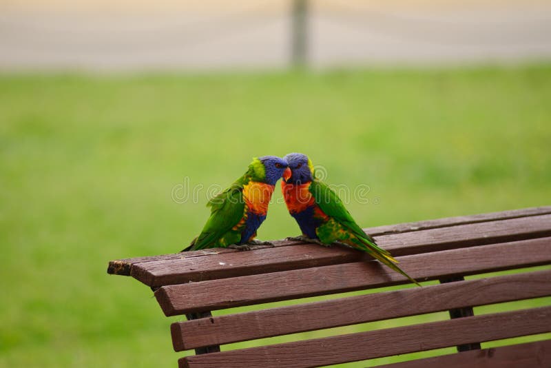 Birds in love stock image. Image of loving, macaw, bench - 90912909