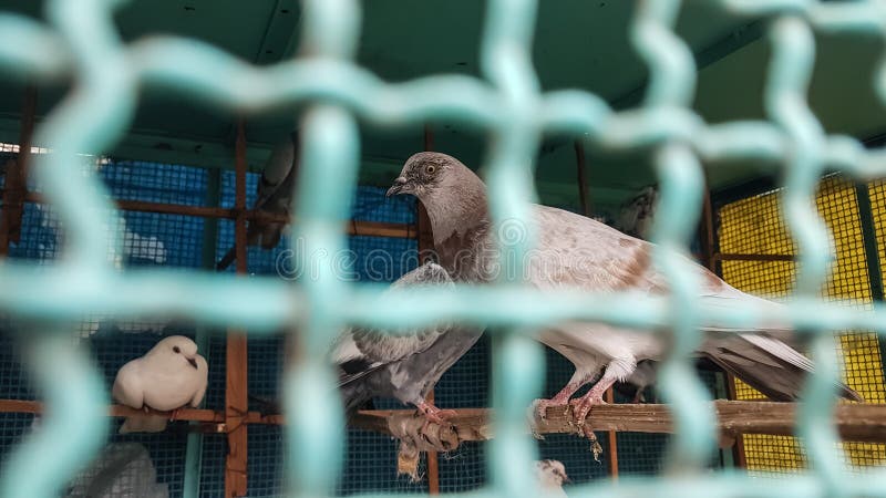 Birds Lying in Cages. Pigeon Stock Image - Image of pigeon, birds ...
