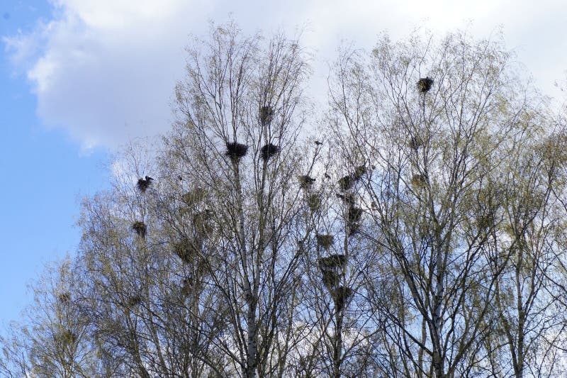 The Nesting Place of Rooks on the Birches in the Tver Region Stock ...