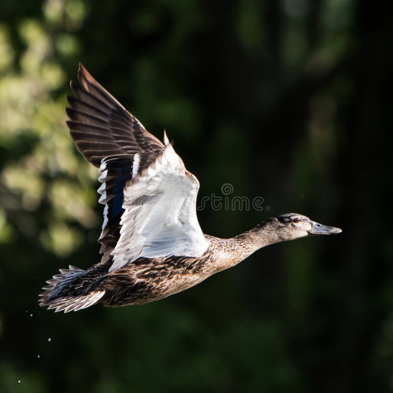 Mallard, Duck, Anas Platyrhynchos Stock Image - Image of birds, water ...