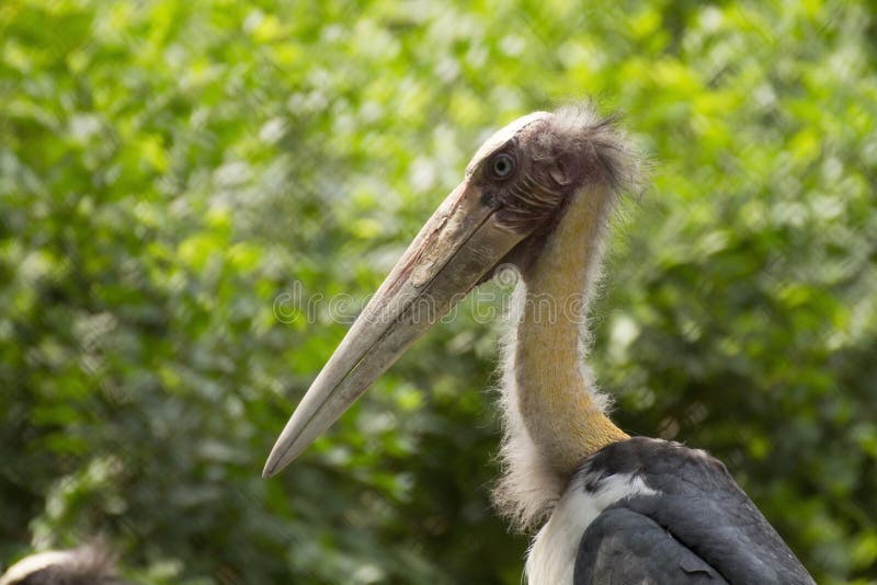 Birds marabu stock photo. Image of beautiful, flamingo - 23798062