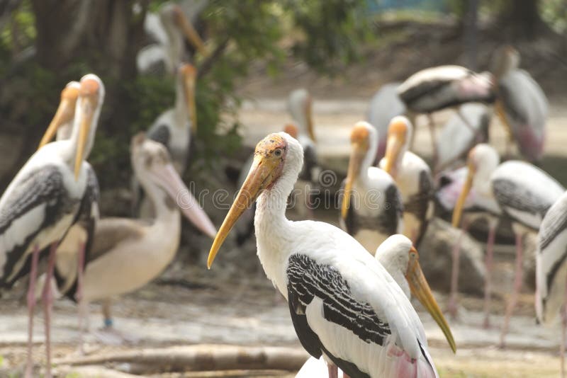 Birds-marabu 1 stock image. Image of fauna, feathers, marabu - 3390171