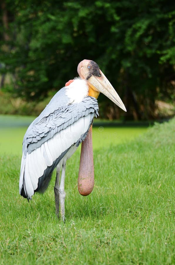 Birds marabu stock photo. Image of feather, lake, endangeded - 31144630