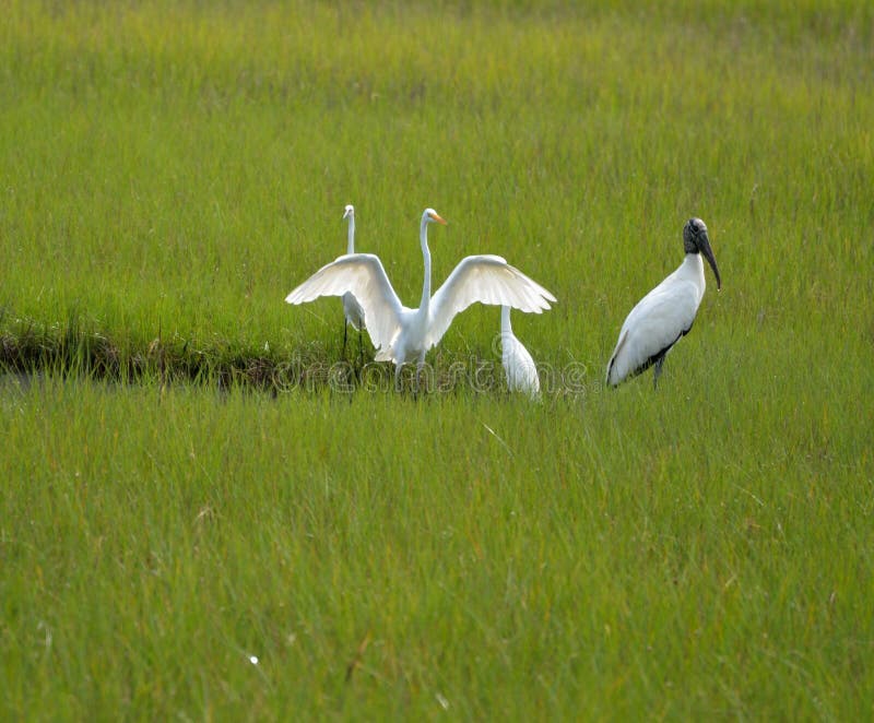 Birds in marsh stock photo. Image of wild, feed, wetland - 54720226