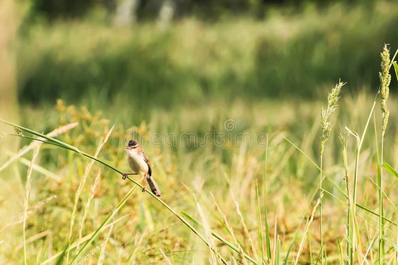 Birds in the Meadow stock photo. Image of birds, grass - 69068506