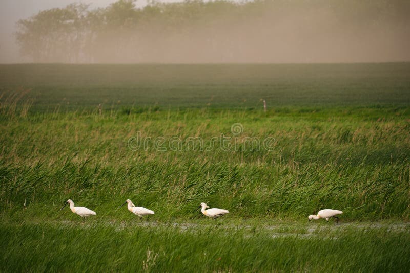 Birds on the meadow stock image. Image of heron, grass - 123342025