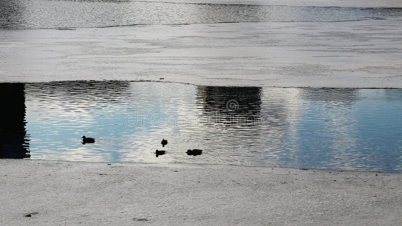 Birds on a Melted Section of Ice on a Reservoir. Stock Image - Image of ...