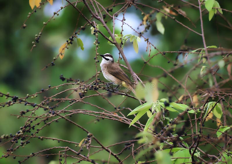 Merbok Bird Stock Photos - Free & Royalty-Free Stock Photos from Dreamstime