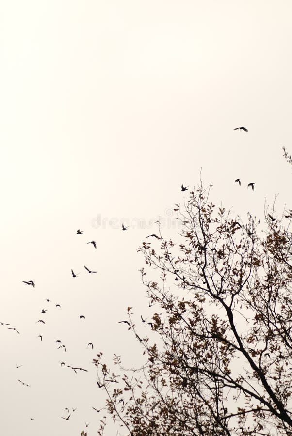 Birds migrate south stock photo. Image of winter, cold - 3665714