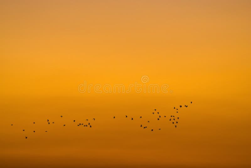 Birds migrating stock photo. Image of migrate, background - 11930326