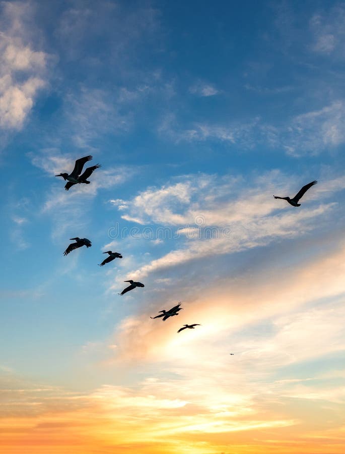 Birds Migration. Flock of Pelican Bird. Migration of Migratory Birds ...