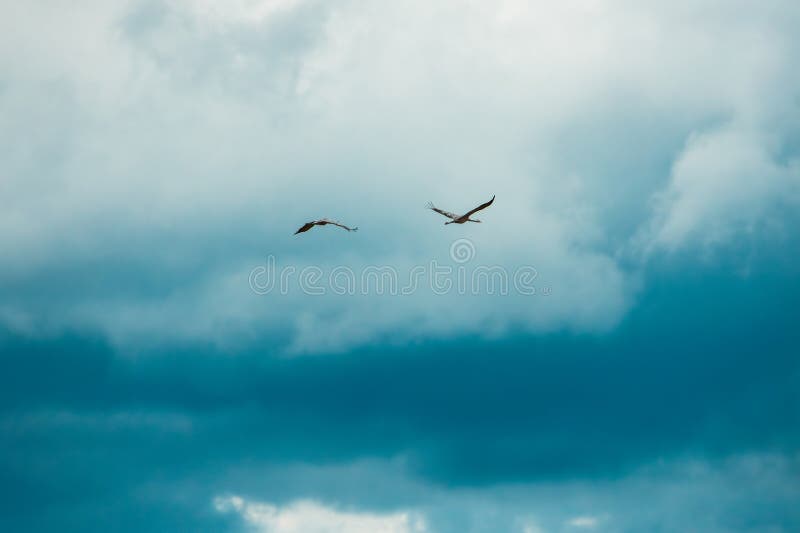 Birds Migration. Two Common Cranes or Eurasian Cranes Fly in Cloudy Sky ...