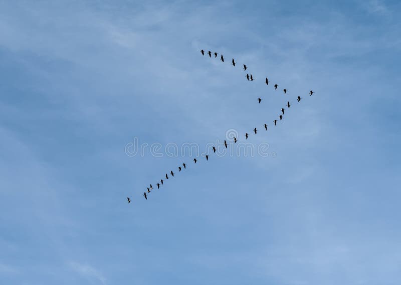 Winter birds migration stock image. Image of migrate - 17579099