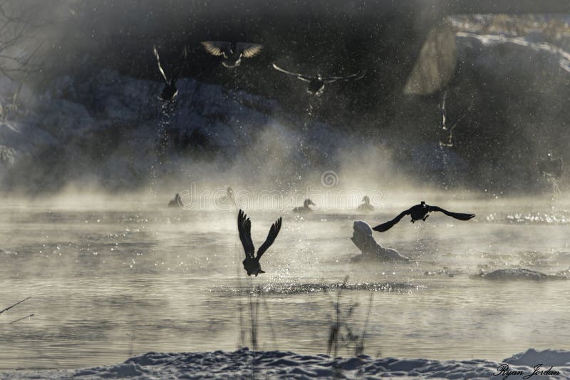 Birds of the Mist stock photo. Image of darkness, river - 305219060