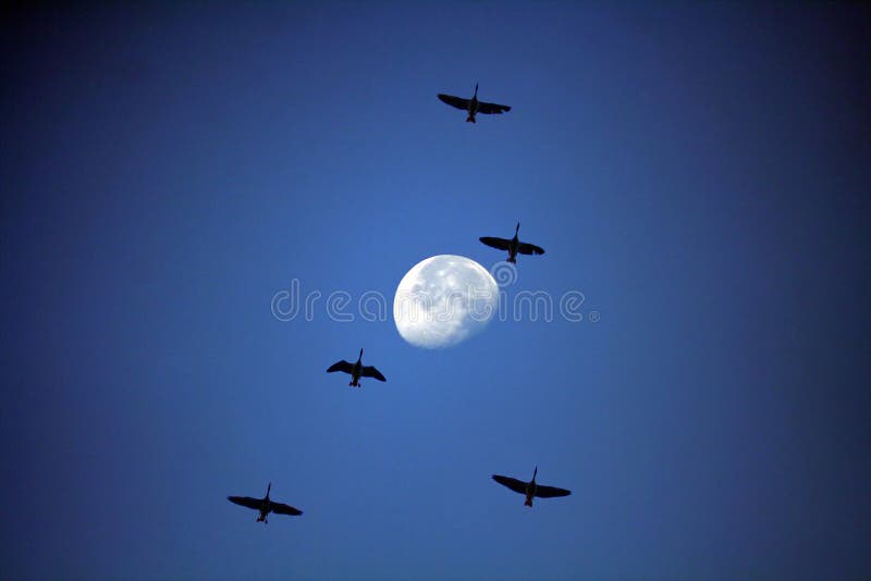 Birds and moon stock photo. Image of wildlife, night, blue - 4277682