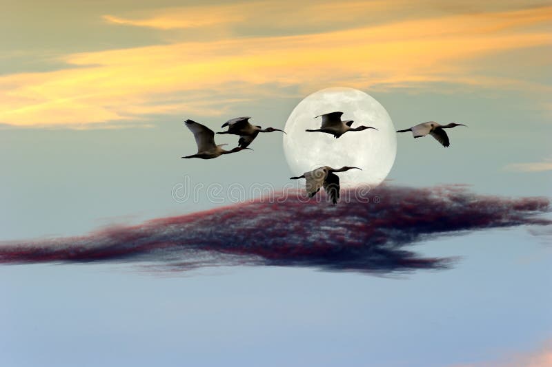 Birds Moon stock photo. Image of nature, wildlife, ocean - 73007254
