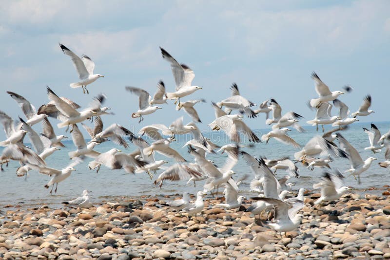 Birds in Motion stock image. Image of speed, feathers - 1761369