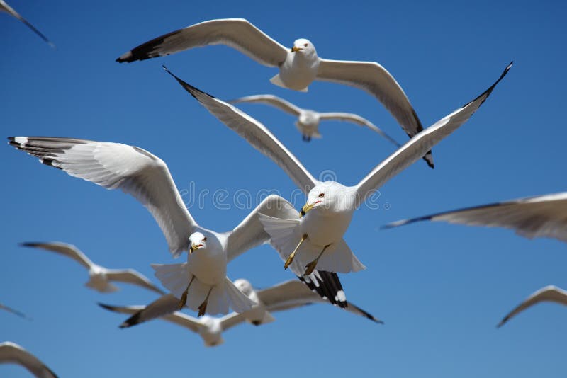 Birds in motion stock photo. Image of snapshot, birds - 25051686