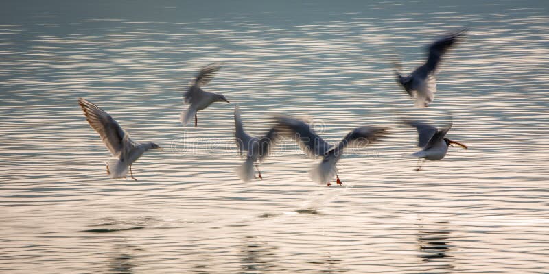 Birds in Motion at Sunset stock photo. Image of lakefront - 1361484