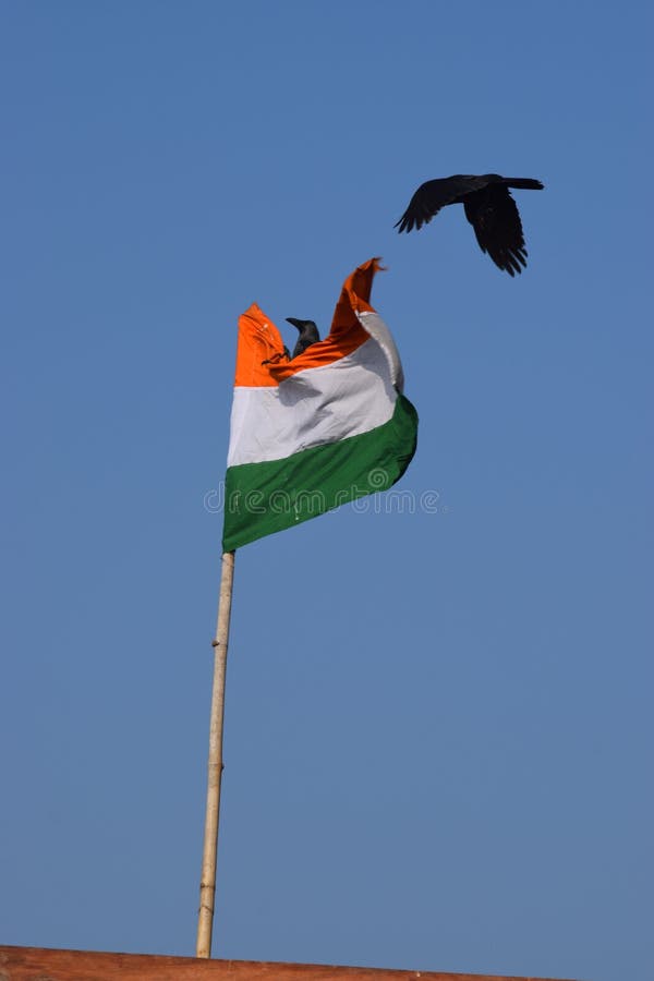 BIRDS in MOTION with FLAG stock image. Image of crow - 87490079