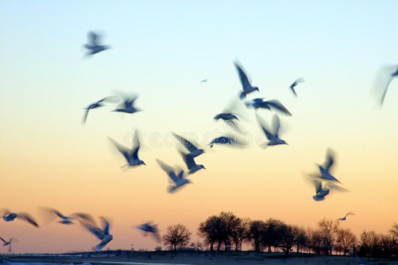 Birds in Motion at Sunset stock photo. Image of lakefront - 1361484